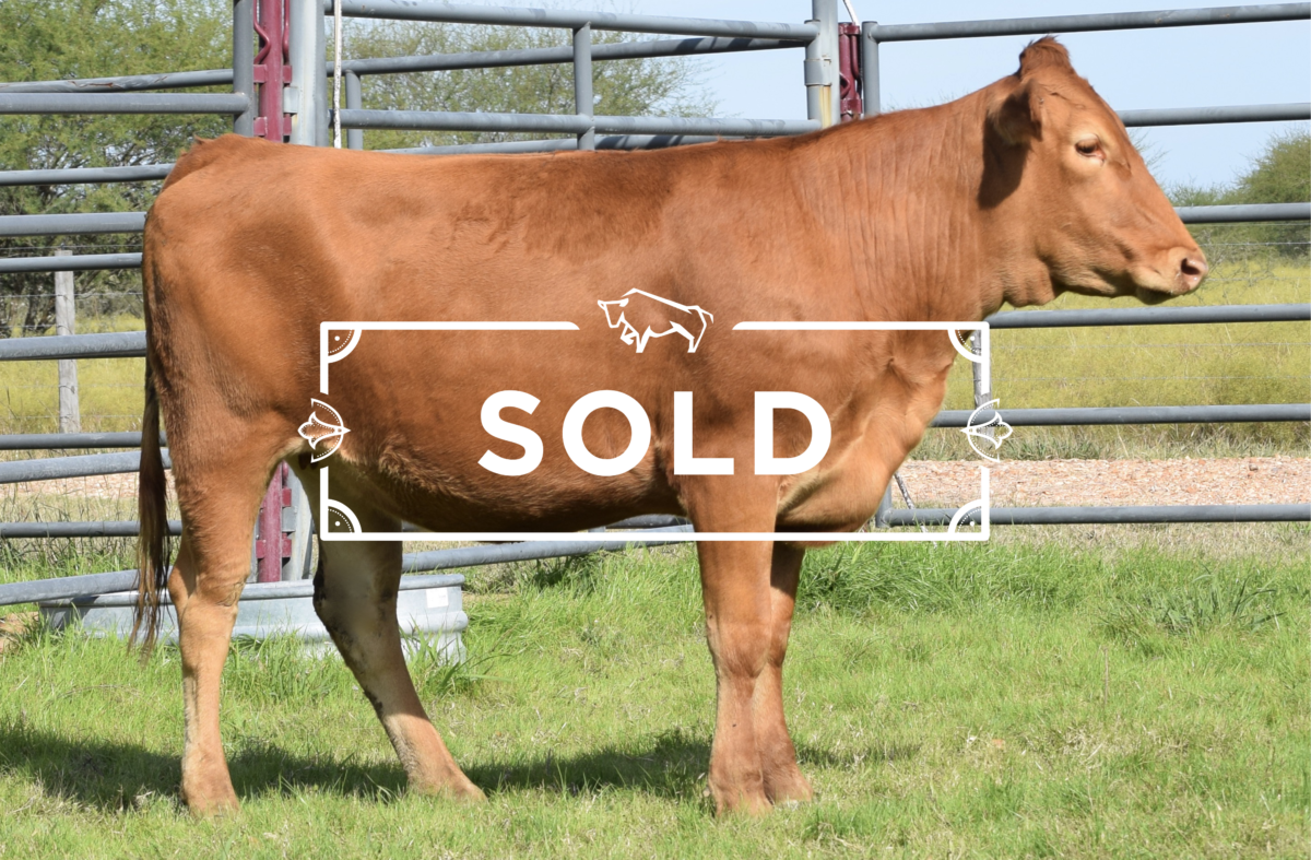 Cattle Sale – Old Three Wagyu